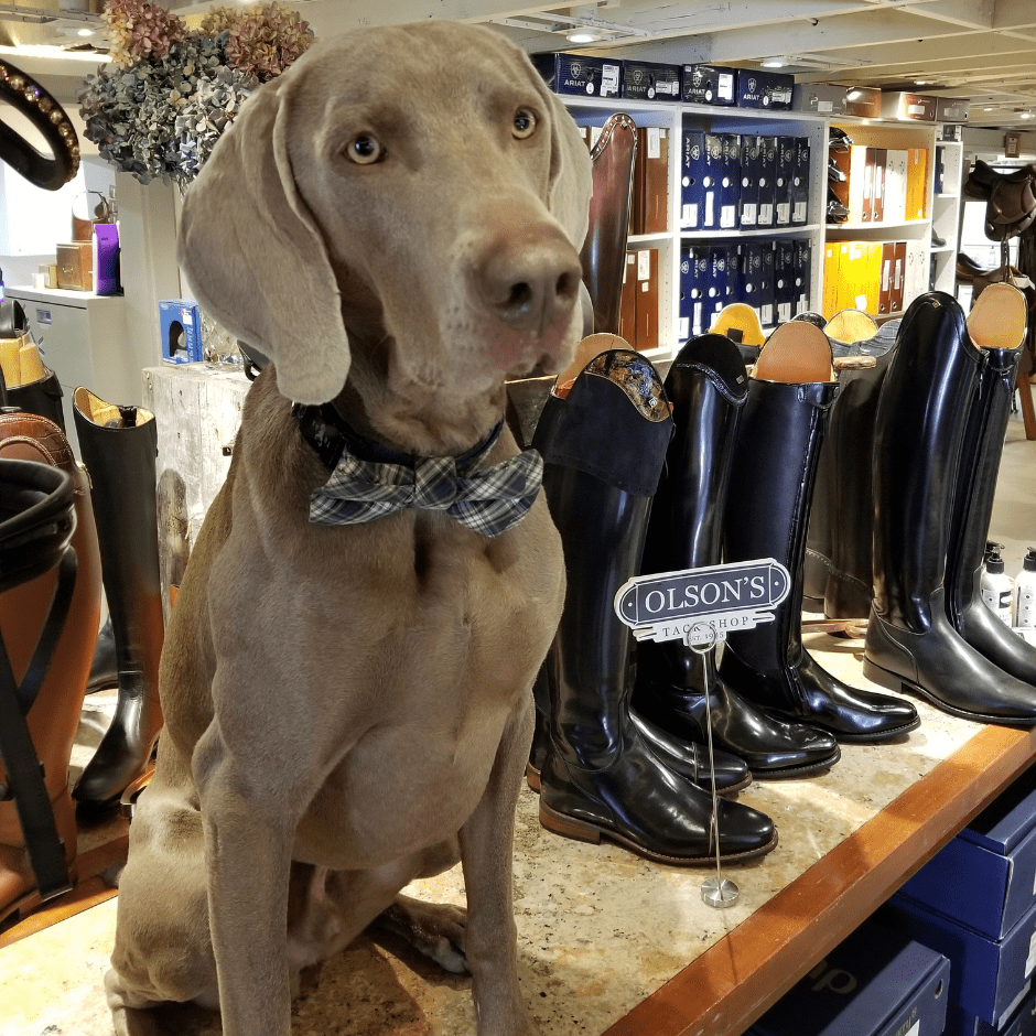 English Riding Store: Equestrian Retailer | Olson's Tack Shop